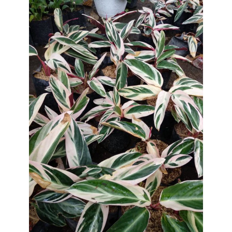 Jual Bunga chalatea multi color-kalate merah putih-kalatea treecolor ...