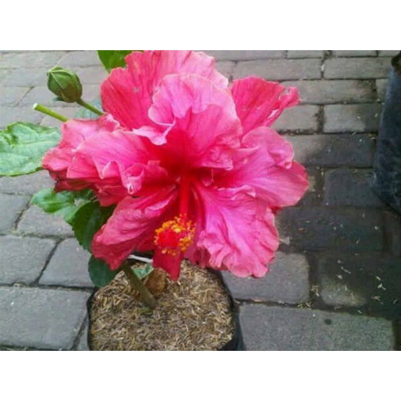 Jual tamaman hias kembanh sepatu bunga pink tumpuk | Shopee Indonesia