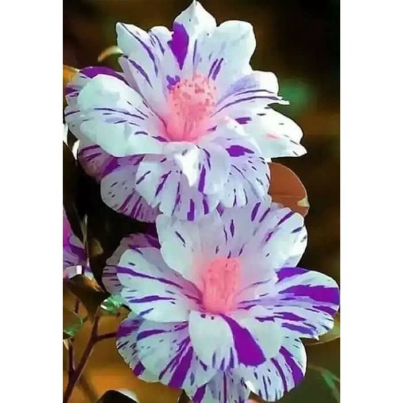 Jual READY STOK!!ADENIUM KAMBOJA JEPANG BUNGA TUMPUK//BLUE ILY/ADENIUM ...