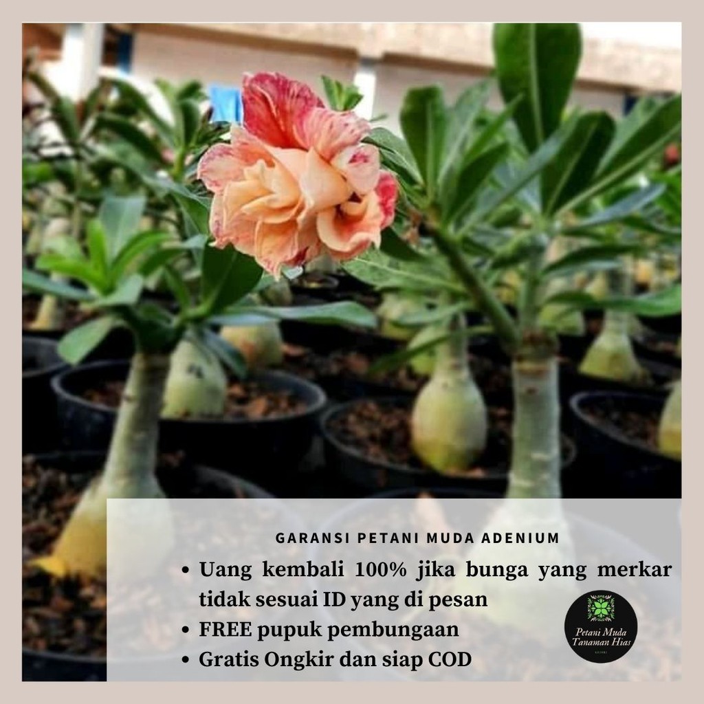 Jual Adenium Bunga Tumpuk Hasil Grafting Sendiri Bukan Obesum Biasa ...