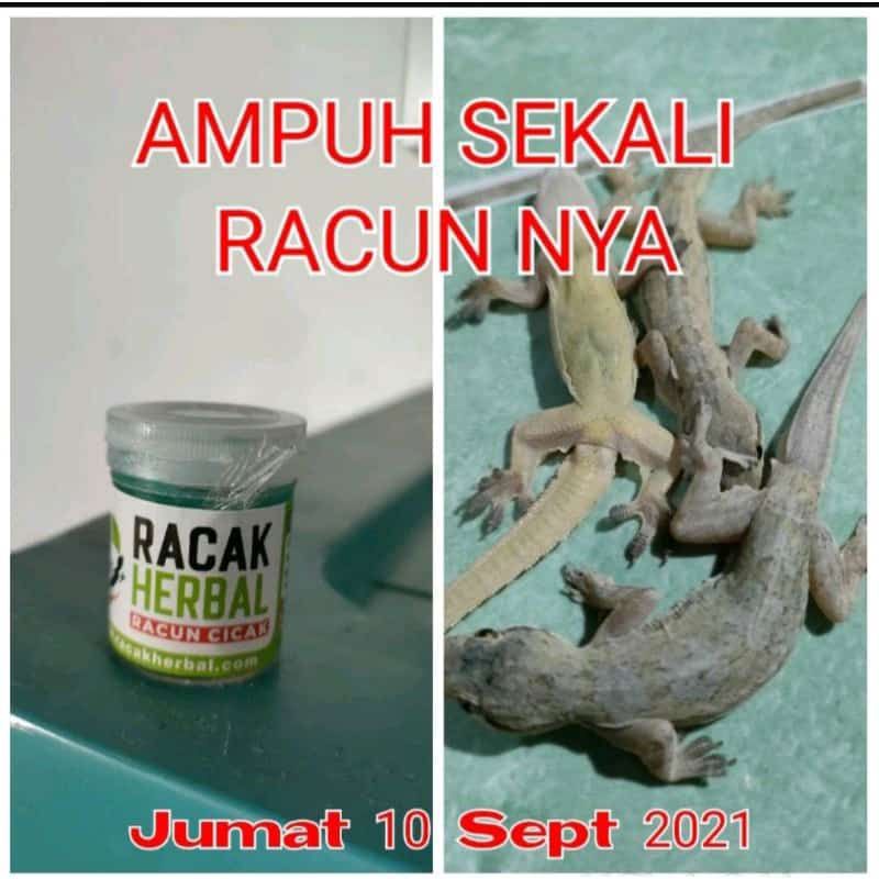 Jual racak herbal(racun cicak) | Shopee Indonesia