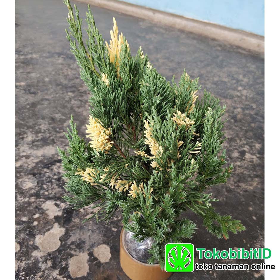 Jual Tanaman Hias Cemara Intan | Shopee Indonesia