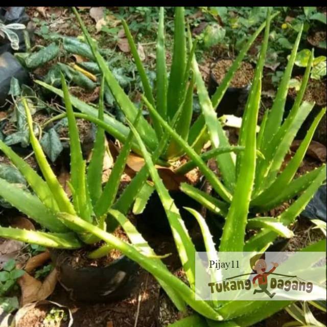 Jual Bibit Tanaman Lidah Buaya Jumbo Pohon Aloevera Shopee Indonesia