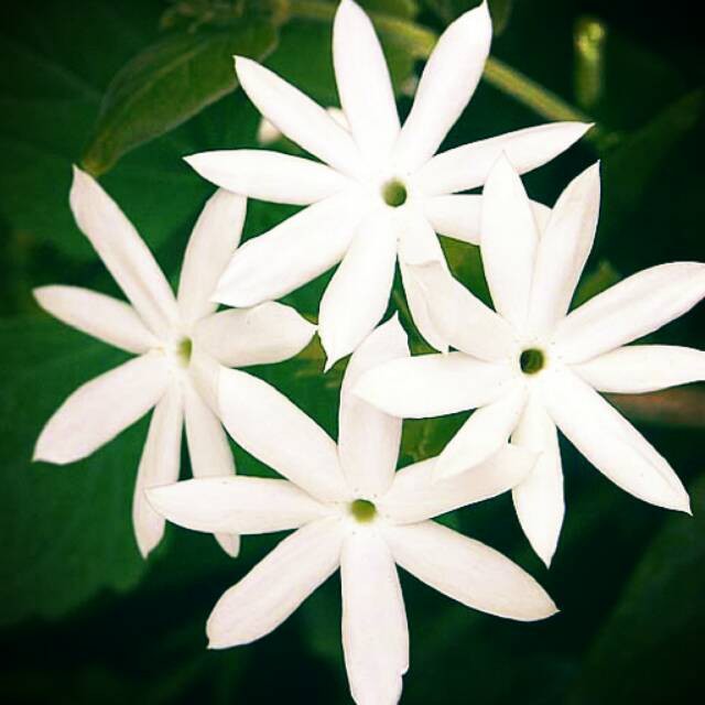 Jual Tanaman Hias Bunga Melati Bintang / Mlati Star (Trachelospermum ...