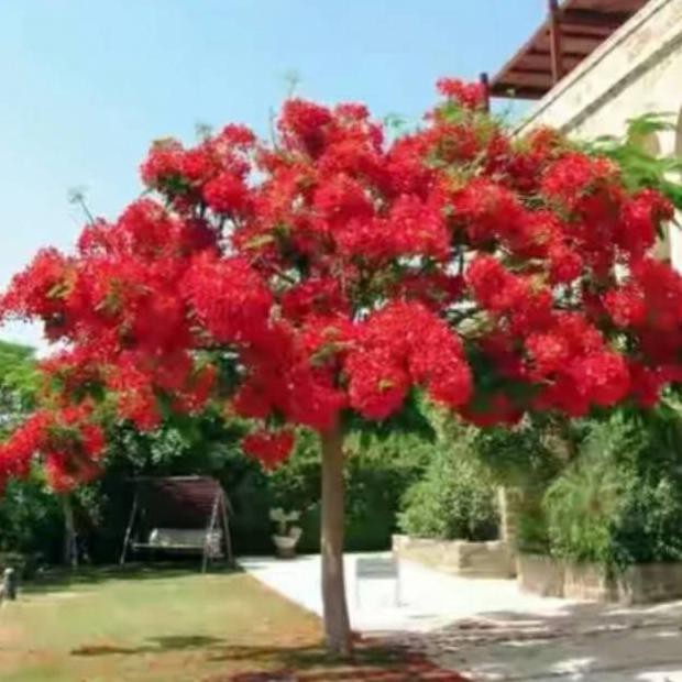 Jual Bibit tanaman pohon Flamboyan | Shopee Indonesia