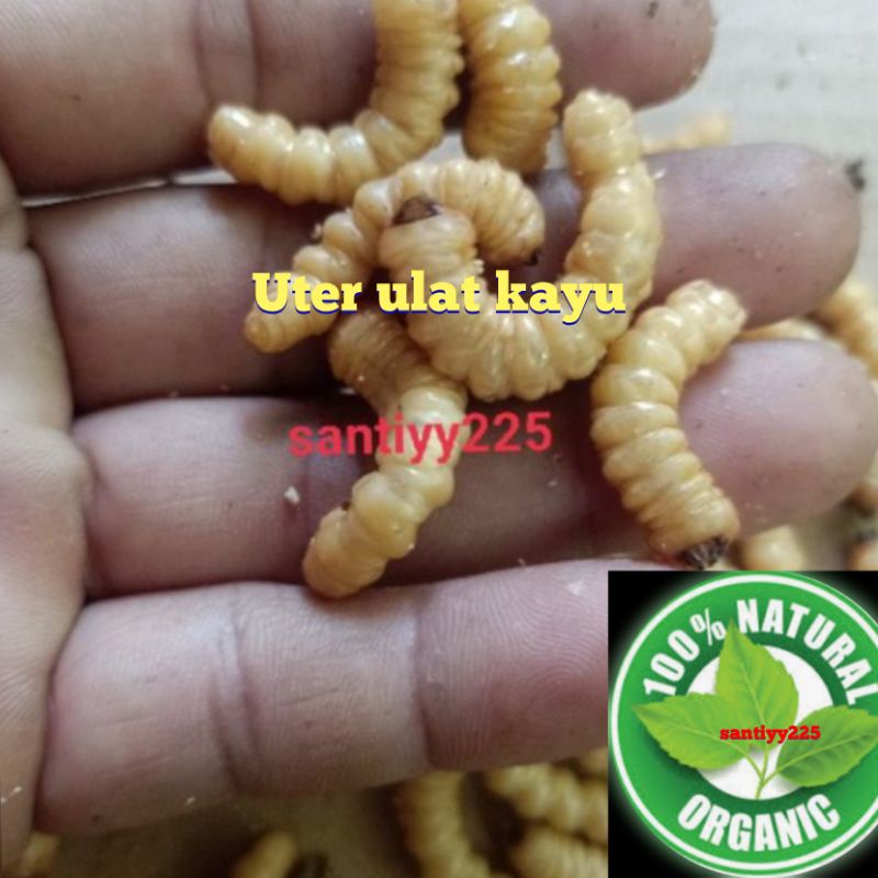Jual uter atau ulat kayu 15 ekor bonus 2 ekor | Shopee Indonesia