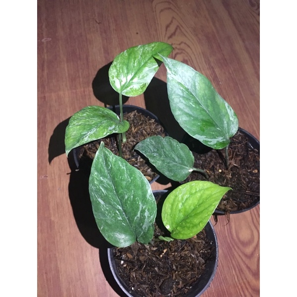 Jual Epipremnum Pinnatum Variegata Sp. | Shopee Indonesia