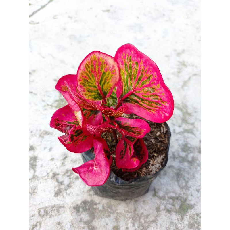 Jual bibit tanaman hias bunga puring apel clara new hybrid tanaman hias ...