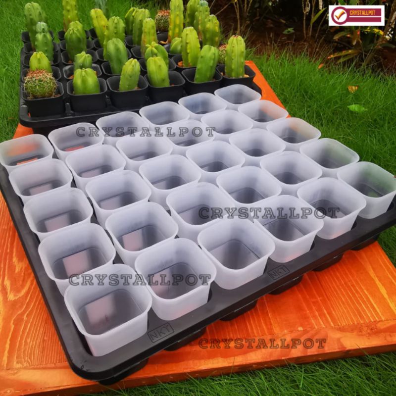 Jual 1 SET TRAY LUBANG 30 + POT NKT KOTAK 5CM BENING TRANSPARAN 30 PCS ...