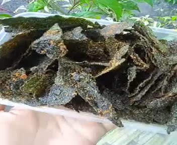 Jual NORI RUMPUT LAUT PANGGANG BOX 500ML PRODUK UMKM | Shopee Indonesia