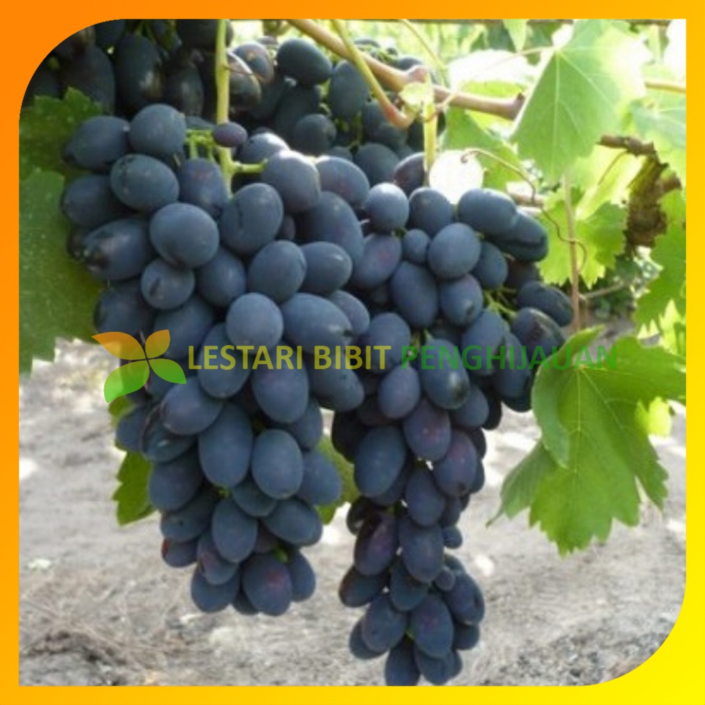Jual Bibit Anggur Import Black Panther Seedless Hasil Grafting | Shopee ... Jual Bibit Anggur Import Black Panther Seedless Hasil Grafting | Shopee ...