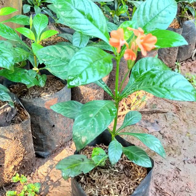 Jual CROSSANDRA, TANAMAN BUNGA CROSSANDRA | Shopee Indonesia