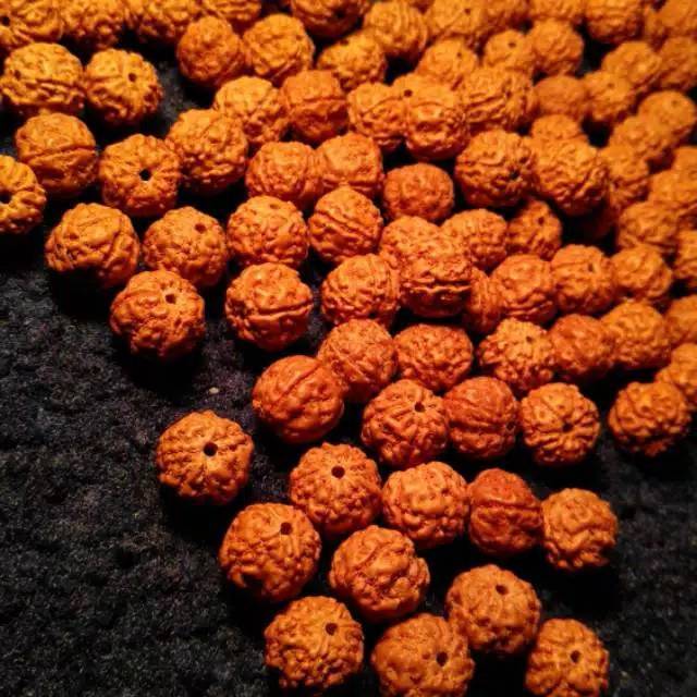 Jual kalung genitri Jenitri rudraksha asli 108 biji 8 mm | Shopee Indonesia