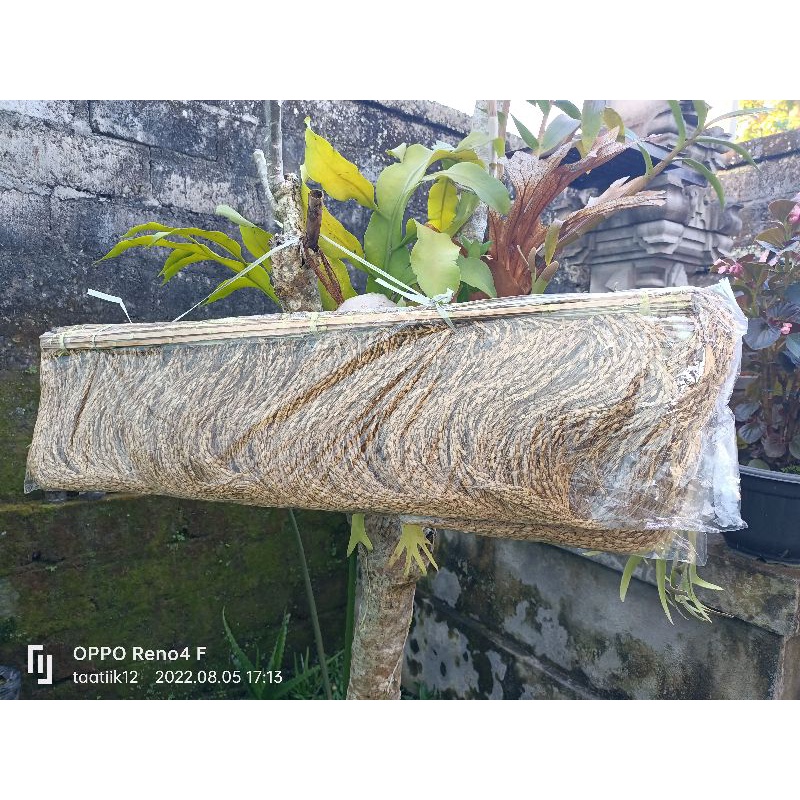 Jual padi penjor | Shopee Indonesia