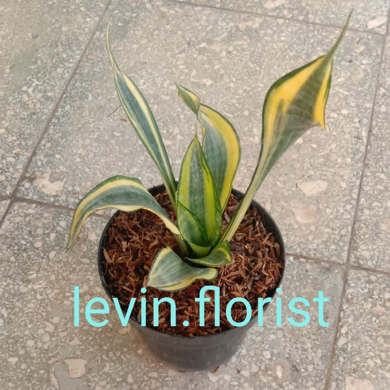 Jual Sansevieria gold banner / sansivieria sansivera golden lidah ...
