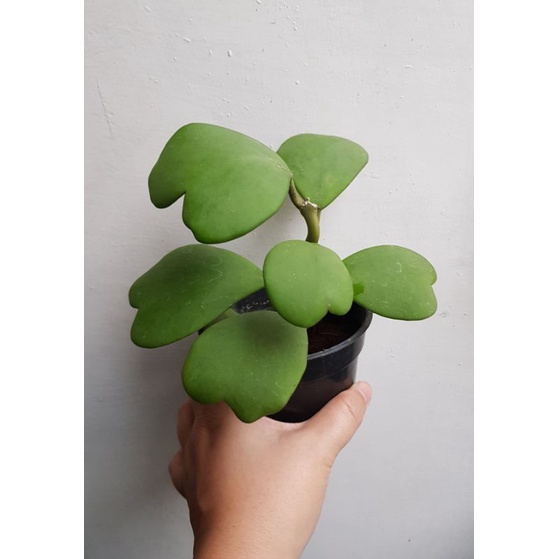 Jual Tanaman Hias Hoya Love Cluster 7 Daun | Shopee Indonesia