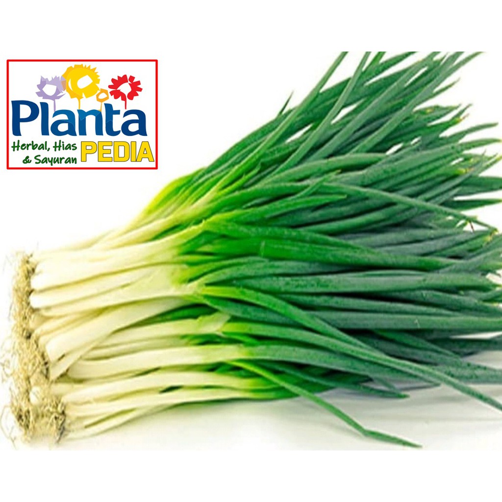 Jual BAWANG DAUN PRE SAYURAN SEGAR MAKANAN SEGAR MINUMAN DIET SEHAT ...