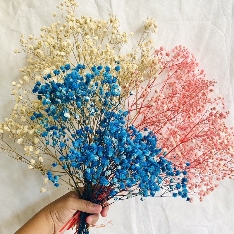 Jual Baby breath preserved / Bunga kering awetan Baby breath | Shopee ...