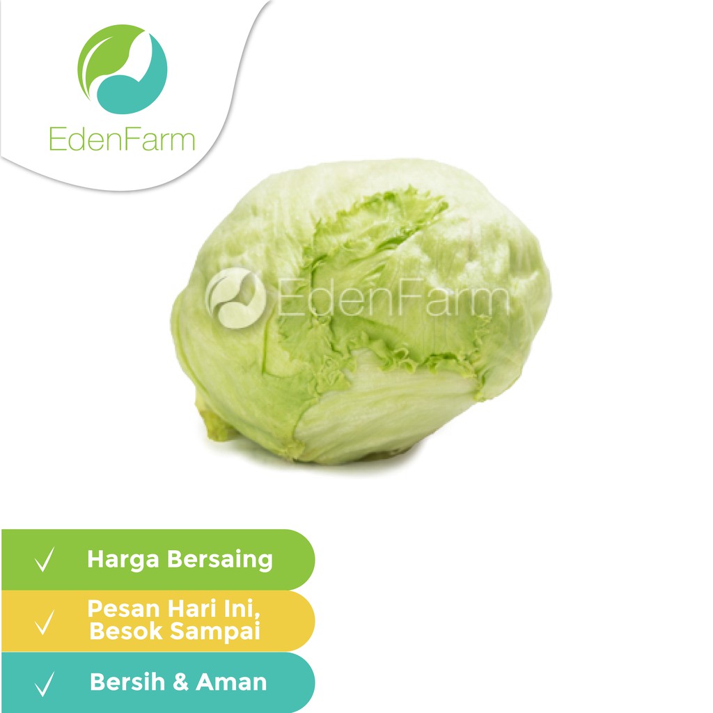 Jual Head lettuce / Selada 500gr Eden Farm | Shopee Indonesia