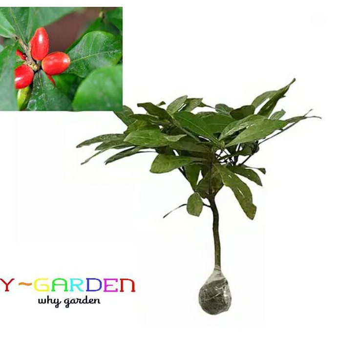 Jual Sp” Miracle Fruit / Buah Ajaib / Bibit Tanaman Hidup Pohon Berry ...