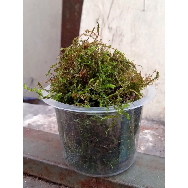 Jual Moss Java Porsi Cup - Java Moss Full Air - Tanaman Aquascape ...
