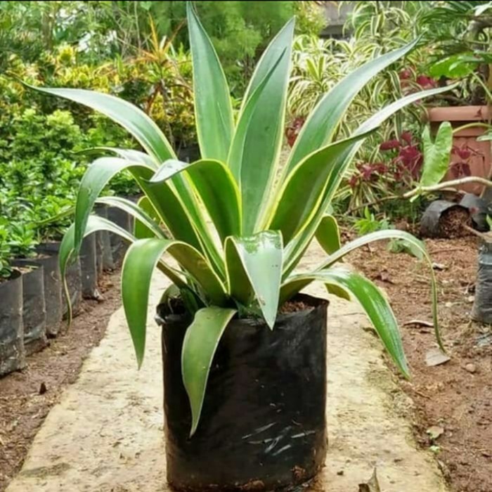 Jual Tanaman Duri Siklok -AGV Siklok | Shopee Indonesia