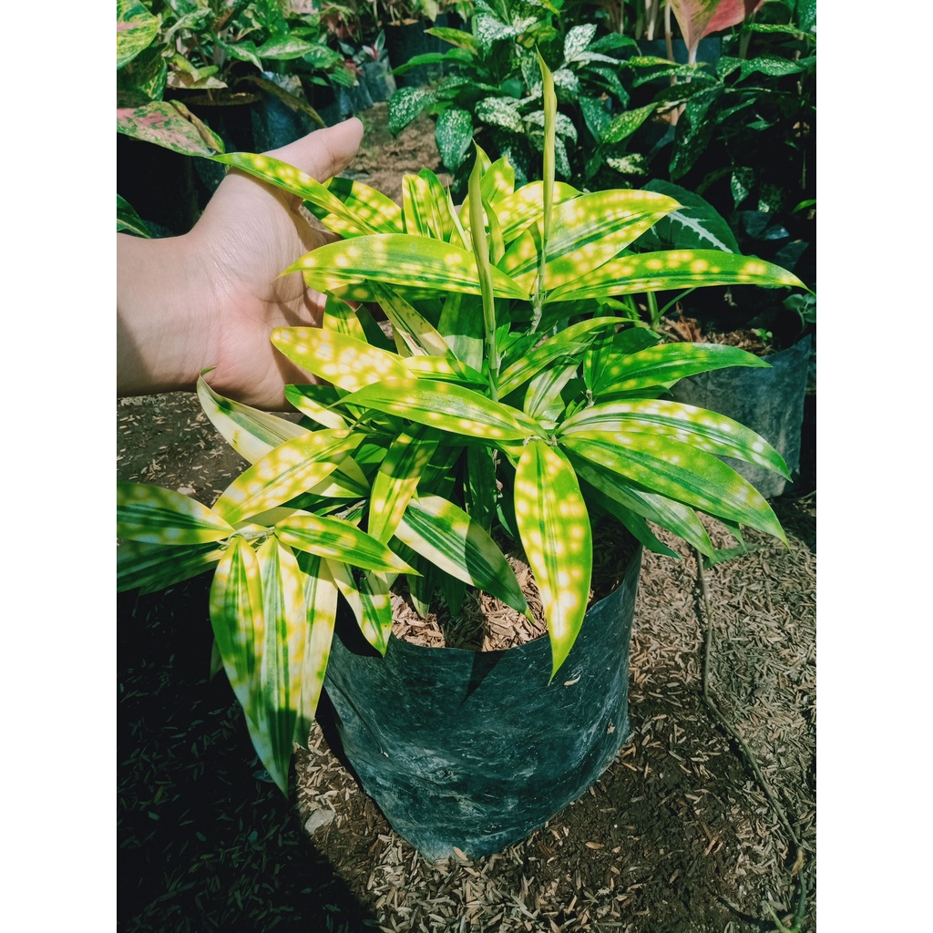 Jual tanaman hias bambu drasena jepang/bambu kuning tutul kosiamart ...