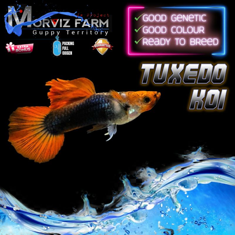 Jual Ikan Guppy Ikan Guppy Sepasang Ikan Guppy Indukan Ikan Guppy Murah Ikan Guppy Paket Tuxedo ...