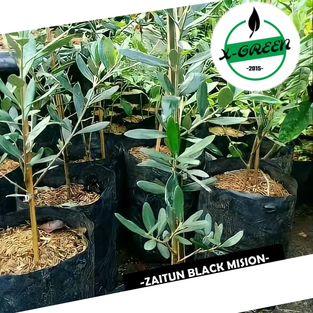 Jual Pohon Zaitun Black Mision - (X-Green) | Shopee Indonesia