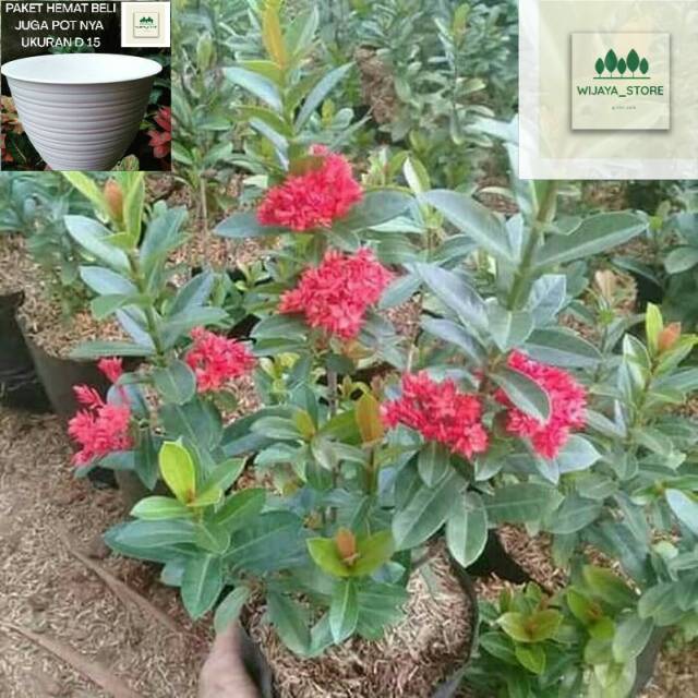 Jual Tanaman hias bunga asoka india pohon soka india bunga merah ...
