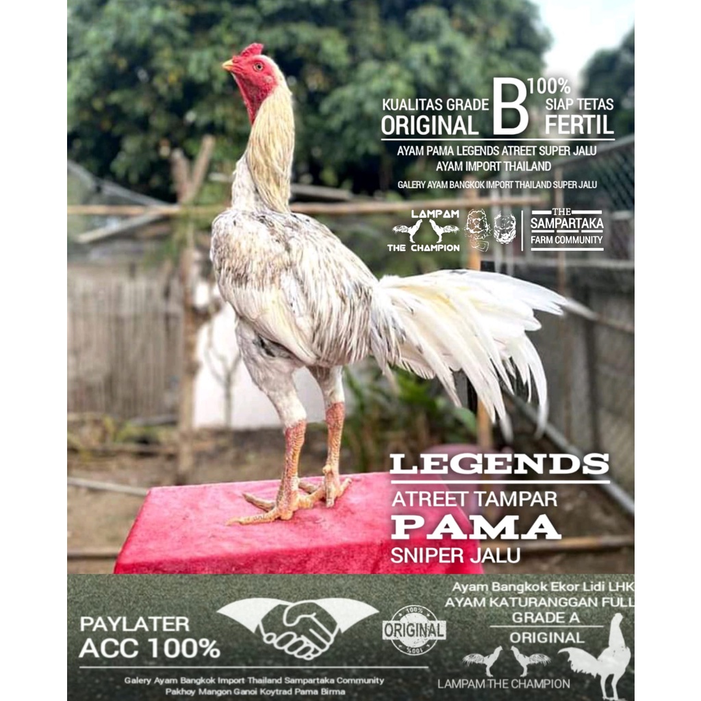 Jual ayam bangkok super thailand pama ninja telur fertil mangon ori ...