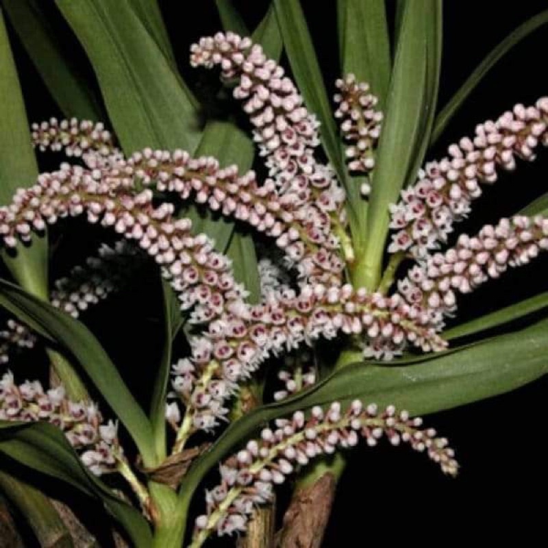 Jual Anggrek Eria Multiflora Sp Dewasa Siap Bunga | Shopee Indonesia