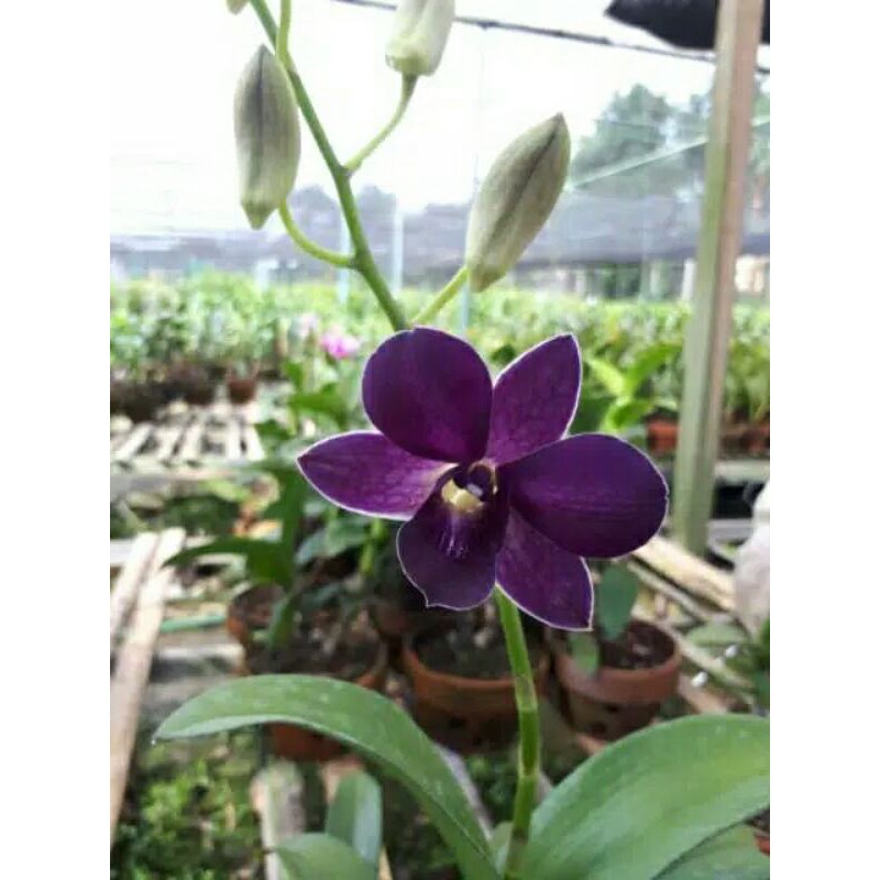 Jual Anggrek dendrobium sakda blue | Shopee Indonesia