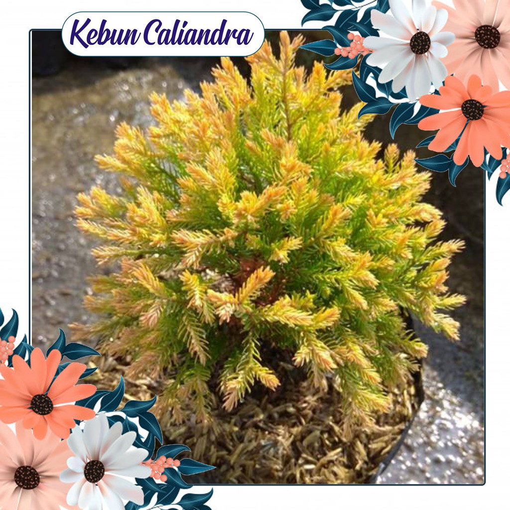 Jual Kebun Kaliandra - Cemara Red gold. | Shopee Indonesia