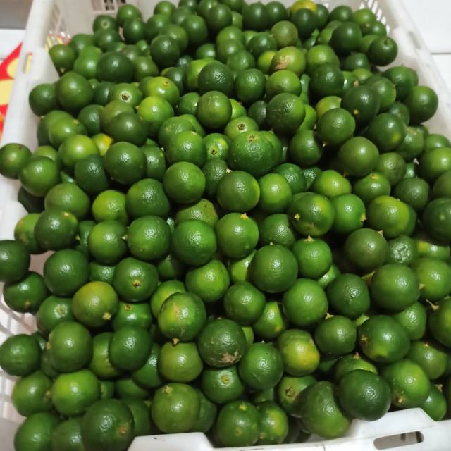 Jual JERUK KUNCI/JERUK SONKIT/LEMON CUI/JERUK KASTURI/JERUK KALAMANASI ...