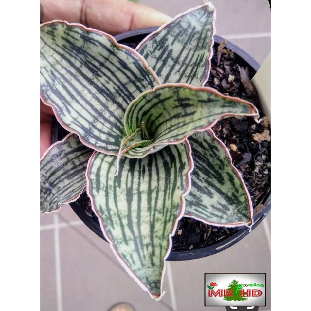 Jual Tanaman hias Sansevieria cleopatra | Shopee Indonesia