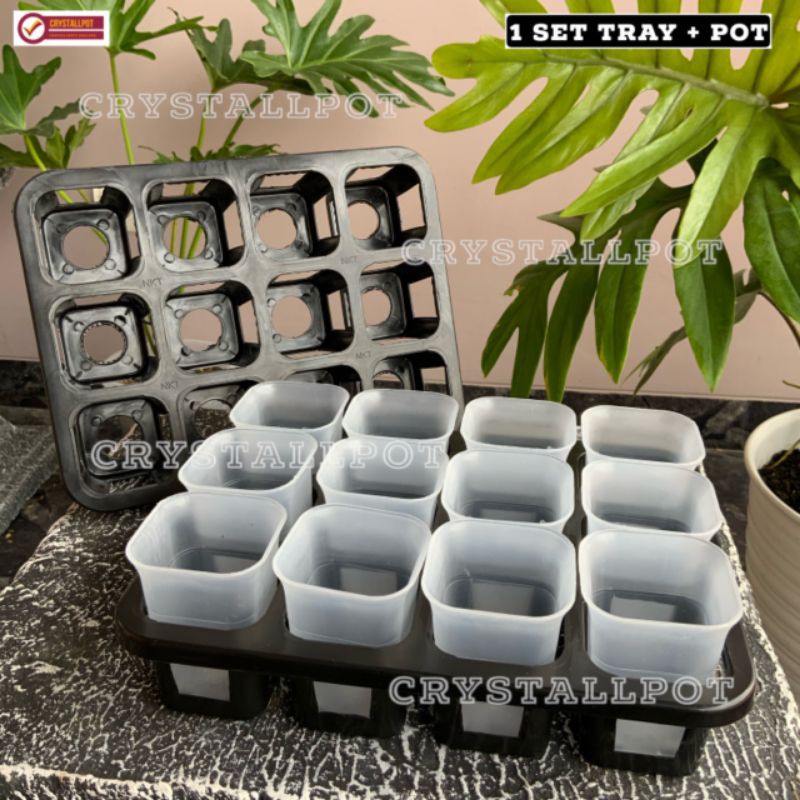 Jual 1 set Tray + pot nkt kotak 5cm BENING TRANSPARAN | tray semai ...