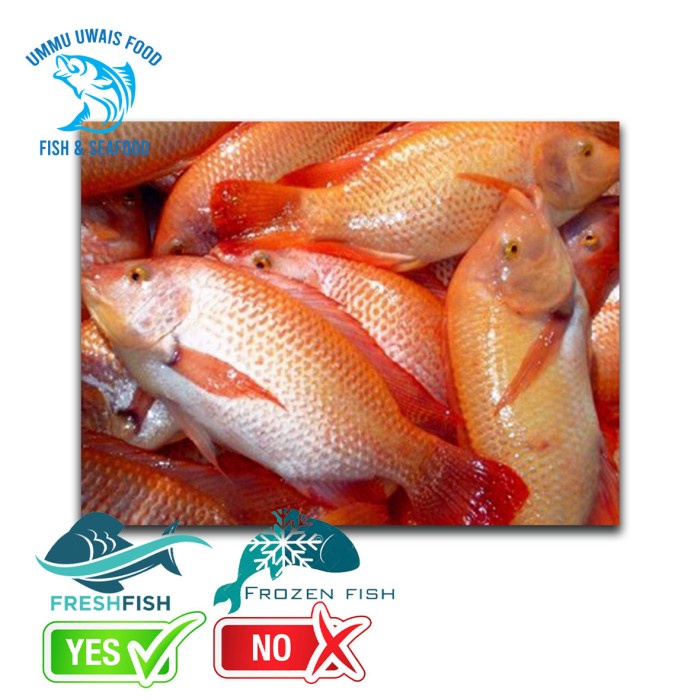 Jual Ikan Nila Segar - 1 Kilogram | Shopee Indonesia
