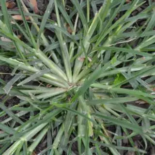 Jual Rumput Belulang Terlengkap & Harga Terbaru Juli 2024 | Shopee ...