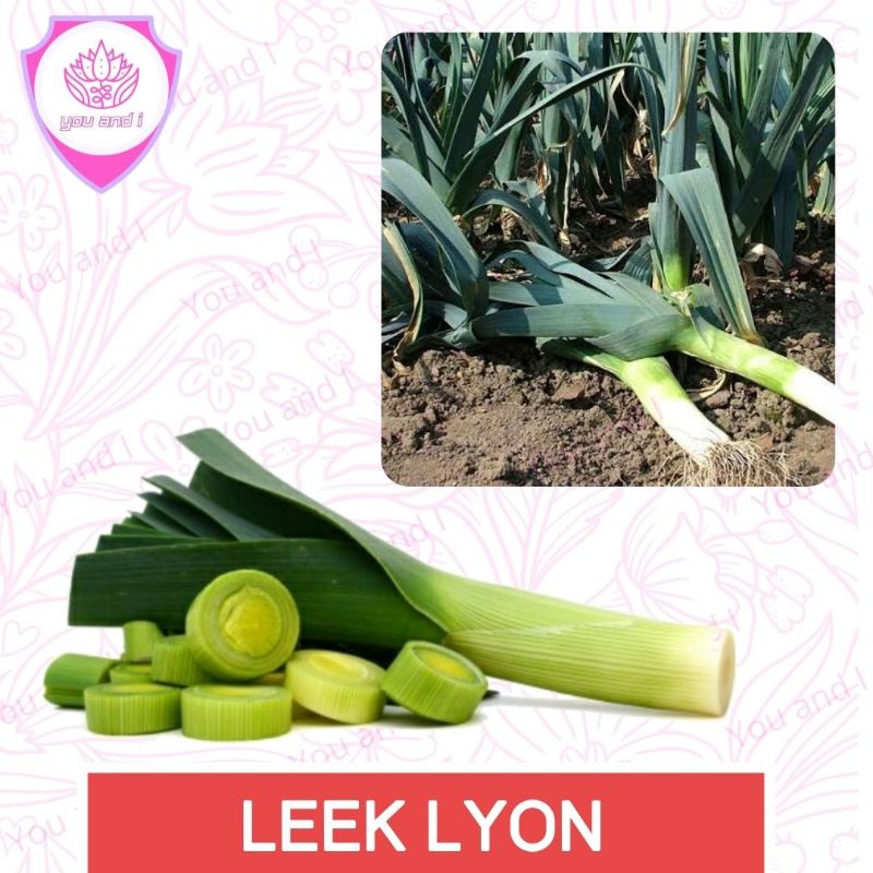 Jual Benih LEEK LYON [isi-4] - Biji Daun Bawang Besar | Shopee Indonesia