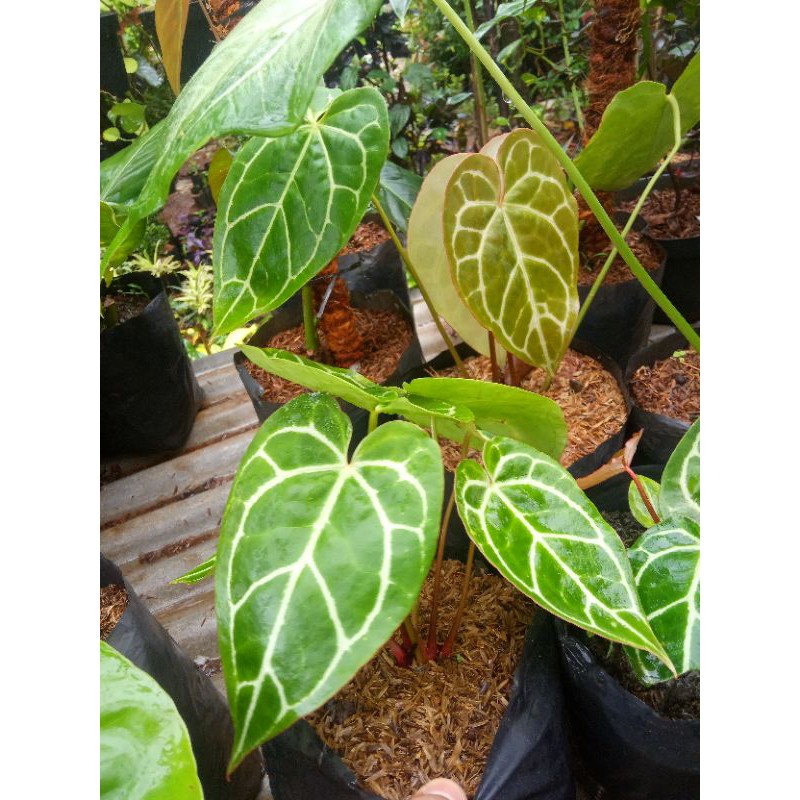 Jual tanaman hias Anthurium kuping gajah | Shopee Indonesia