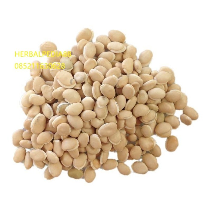 Jual bai bian dou Semen Dolichorus Lablab Hyacinth Bean 100 gram ...