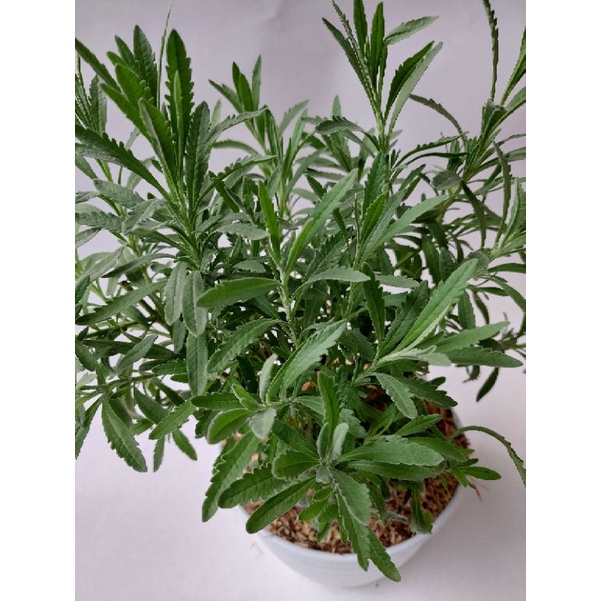 Jual tanaman lavender gold creek herbal atau dapur (rempah-rempah ...
