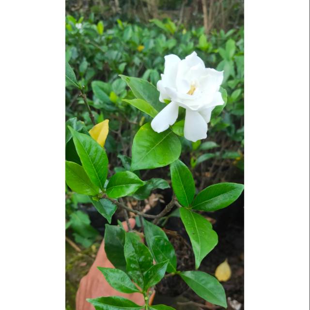 Jual Kaca piring, bunga kaca piring, tanaman bunga kaca piring | Shopee ...