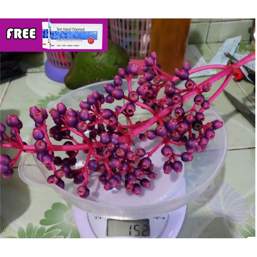 Jual 500 GRAM BUAH PARIJOTO UNTUK PROMIL UNTUK IBU HAMIL BUAH PARIJOTHO ...