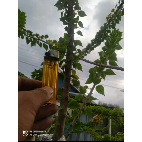 Jual BATANG STEK FRES BOGENVIL SINGAPORE MERAH FANTA | Shopee Indonesia