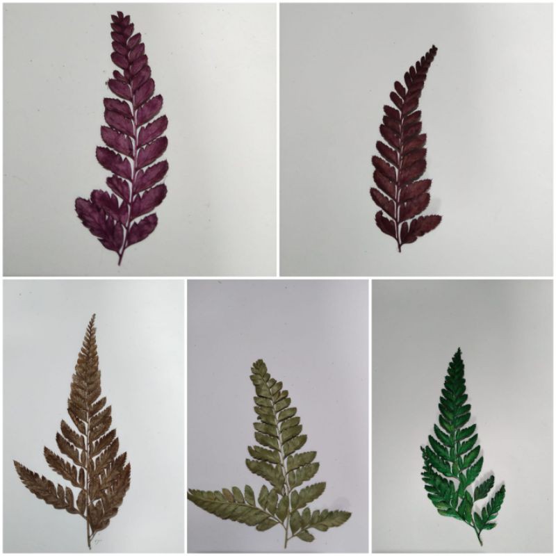 Jual DAUN PAKIS KERING TERMURAH Bahan Kado Aesthetic Seserahan Mahar 1 ...