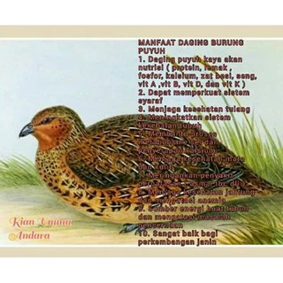 Jual daging burung puyuh Harga Terbaik & Termurah Juli 2024 | Shopee ...