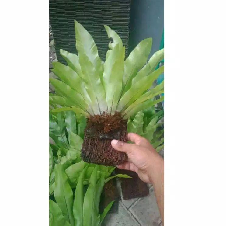Jual Stock ready,, Tanaman Hias Kadaka/Kadaka Tempel/Kadaka Local ...