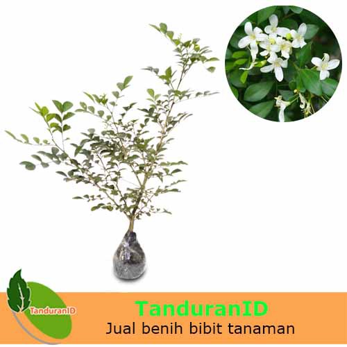 Jual Tanaman Hias Kemuning Jepang | Shopee Indonesia